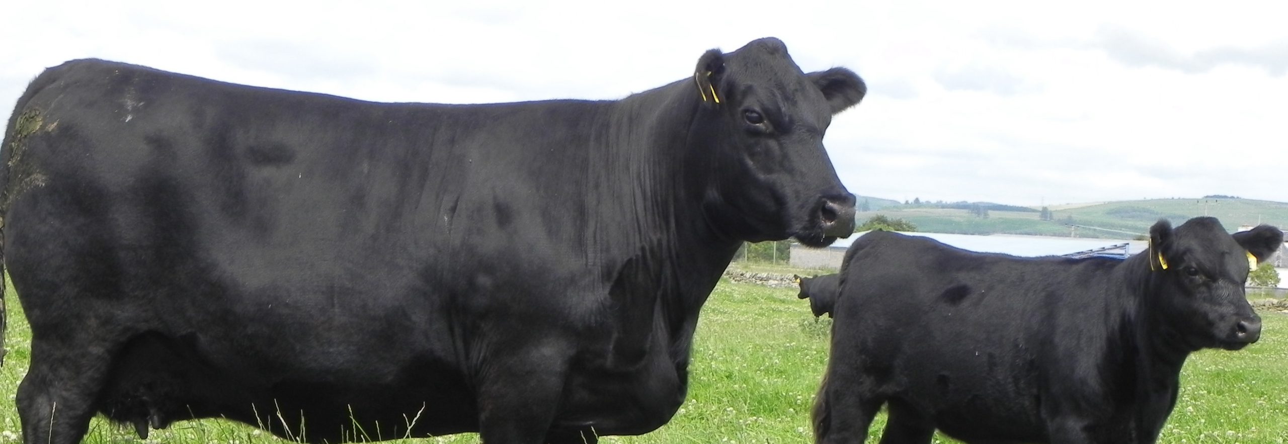 RBST Scotland – The events website for RBST Scotland